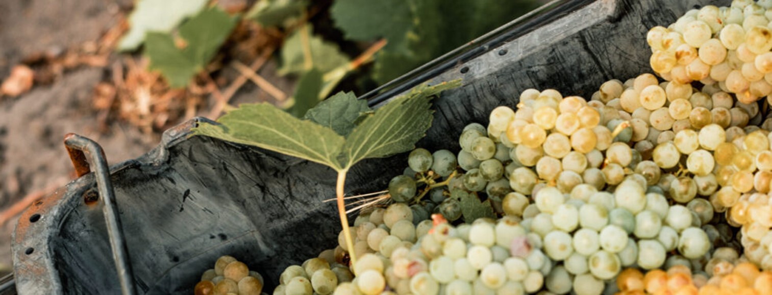 A challenging but fruitful harvest: 2024 Geographe wine vintage report
